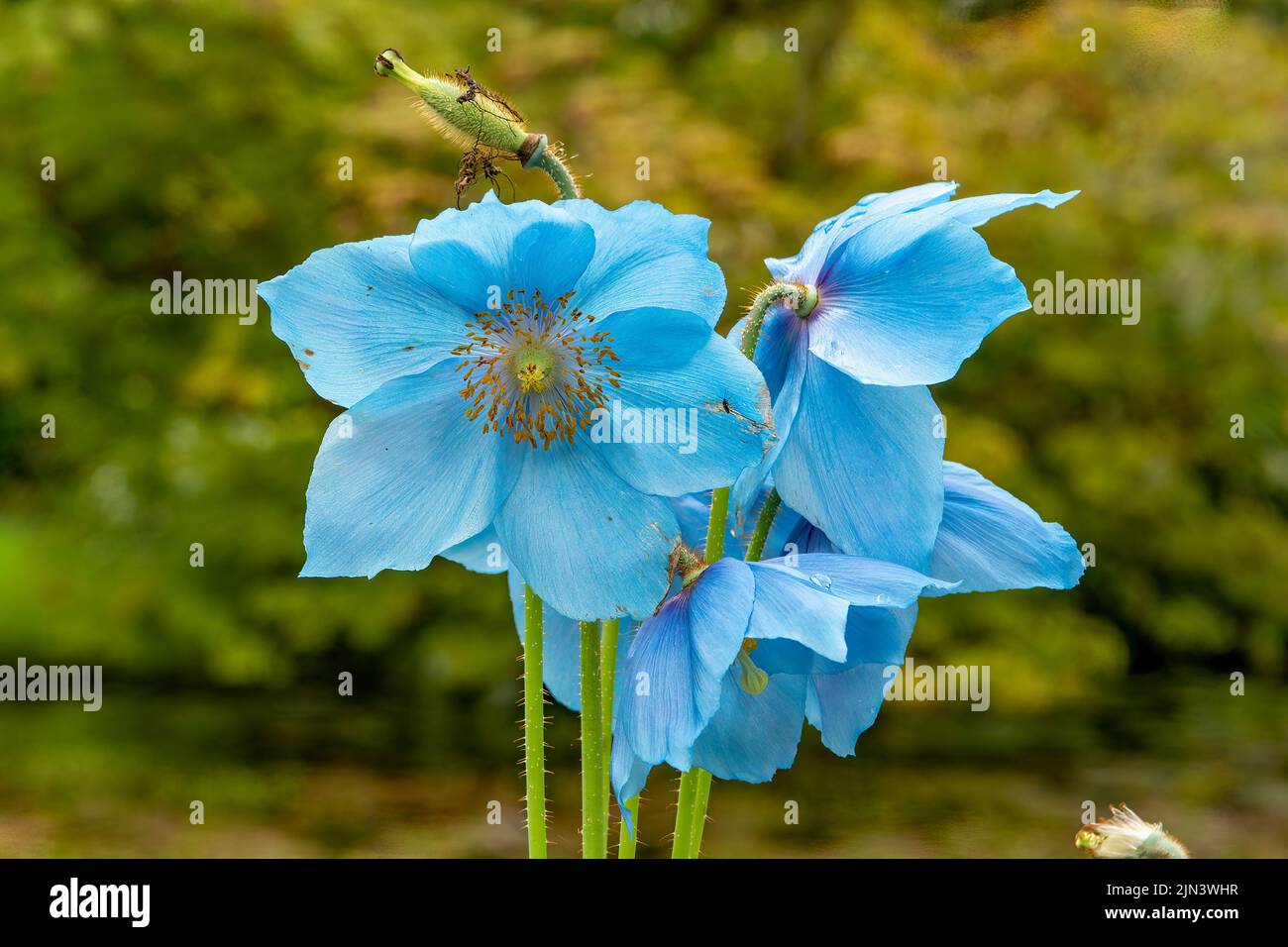 Meconopsis betonicifolia, Himalayan Blue Poppy Stock Photo - Alamy