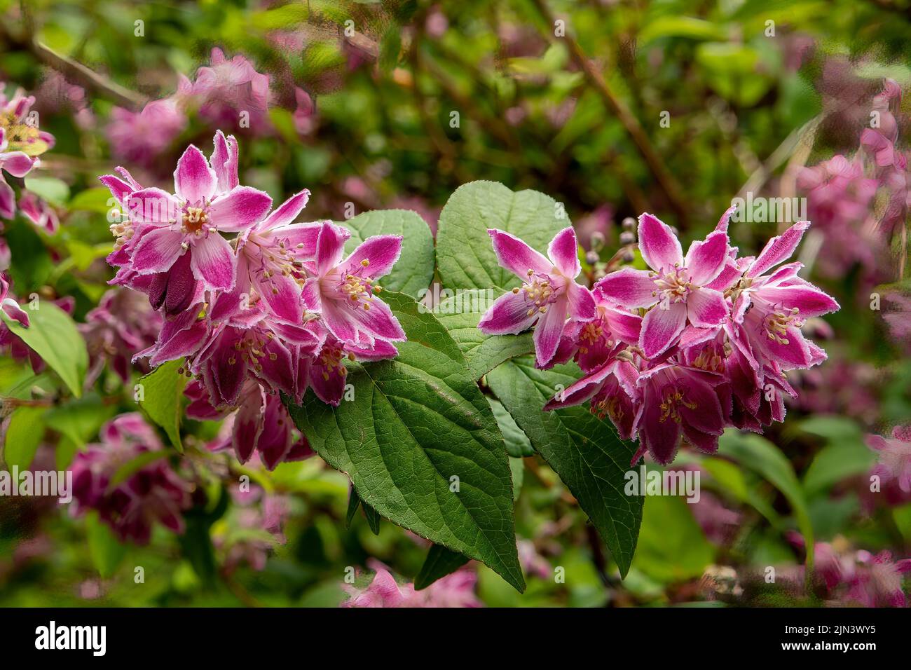 Deutzia x hybrida ‘strawberry fields’ hi-res stock photography and ...