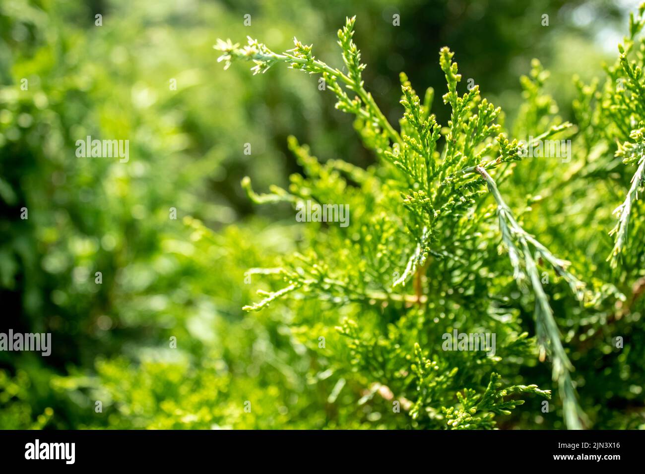 abstract bright green cement stone tile texture background. abstract ...