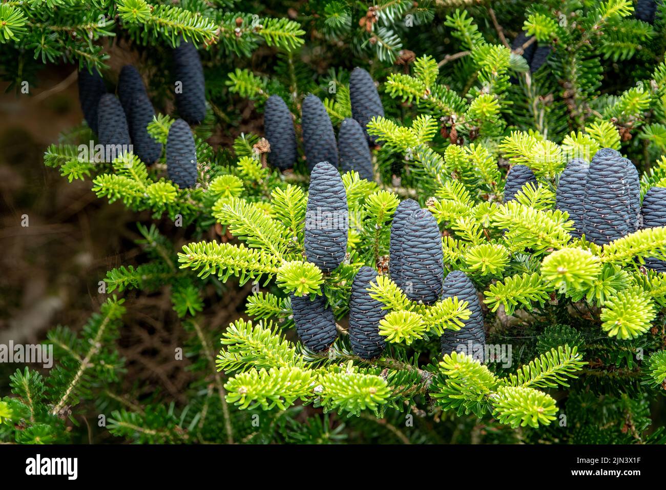 Abies koreana, Korean Fir Stock Photo - Alamy
