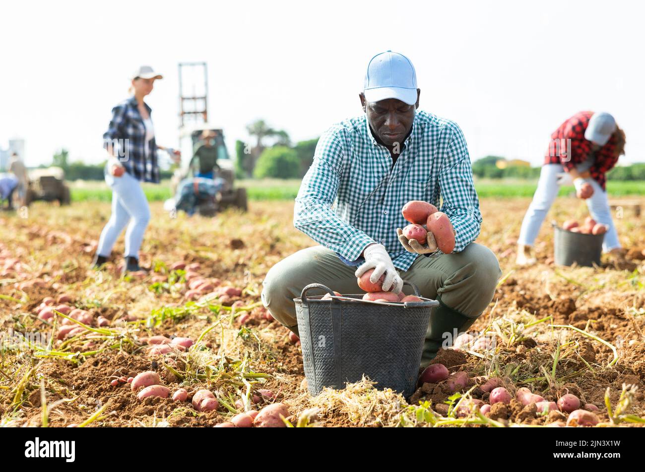 Man agriculturist gathering potatoes from ground Stock Photo - Alamy