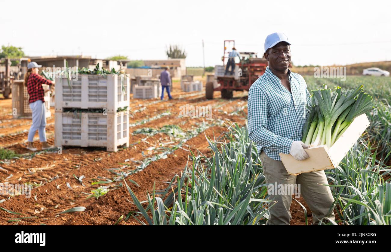 African american man with a box of leeks in field Stock Photo - Alamy