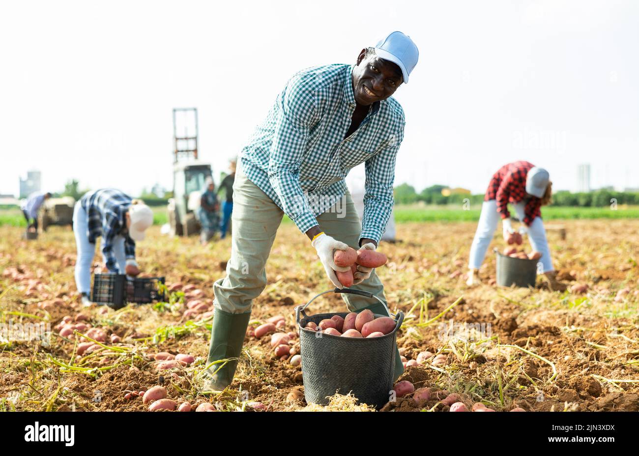 Male gardener working in vegetable garden, harvesting potatoes on farm plantation Stock Photo ...