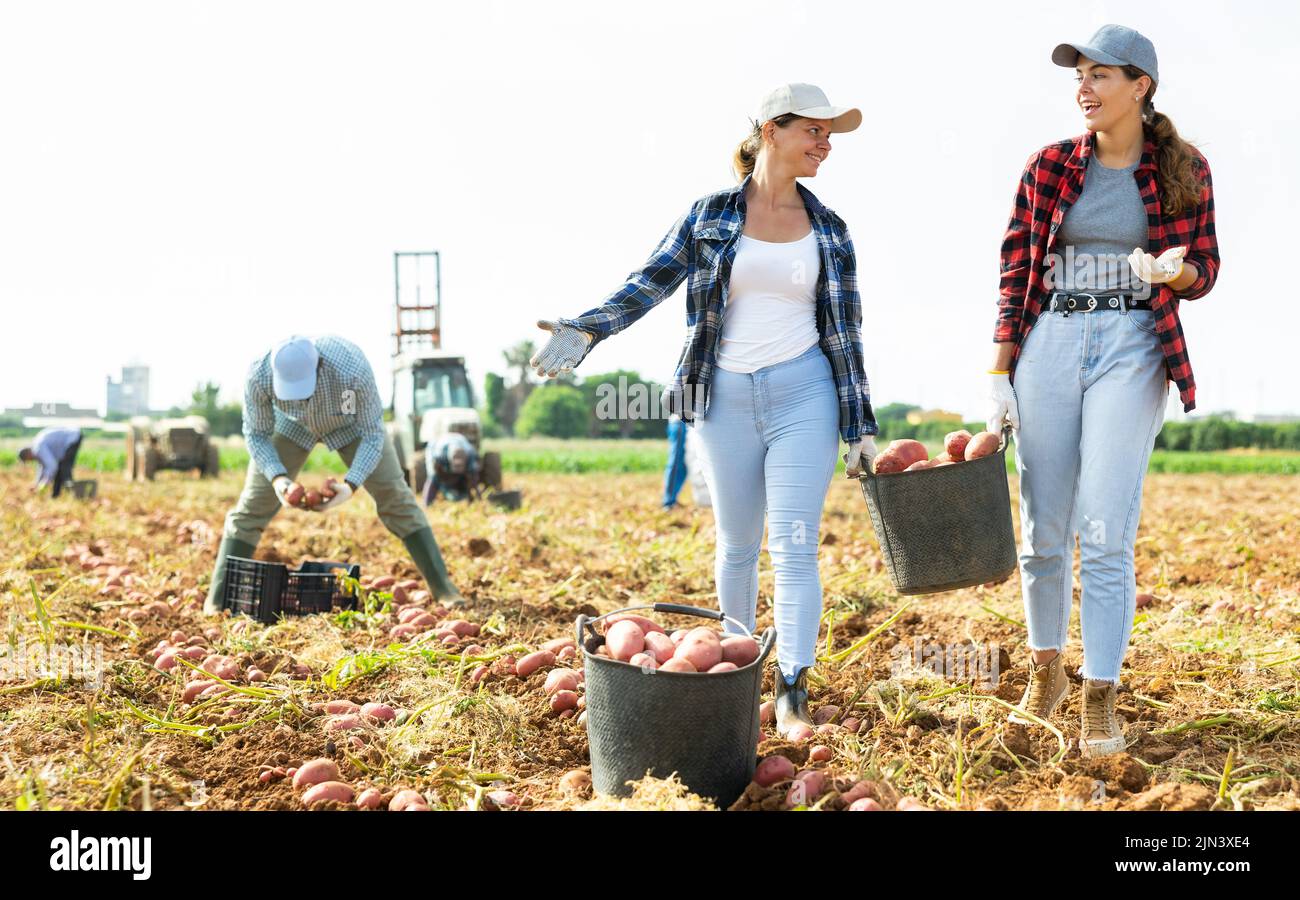 Positive women farmers harvesting potatoes, carrying bucket together ...