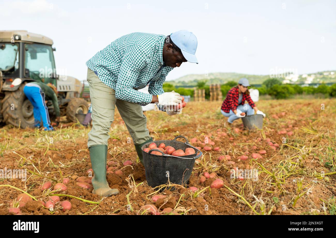Farmer harvesting ripe potatoes on vegetable field Stock Photo - Alamy