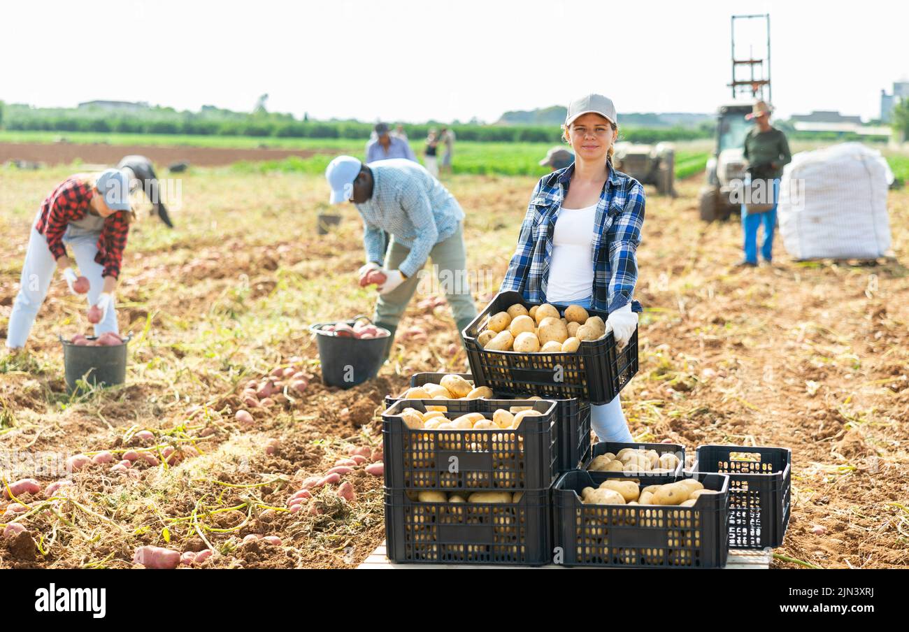 Farmer woman stacking boxes of potatoes in farmer field Stock Photo - Alamy