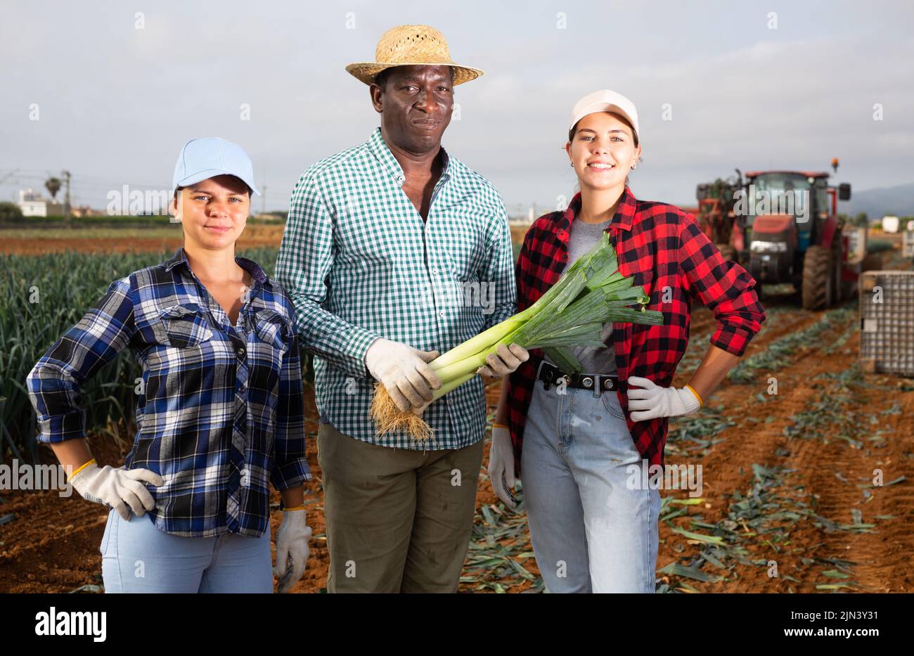 Leek crop harvesting hi-res stock photography and images - Alamy