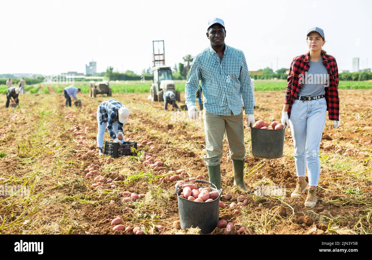 Two farmers carrying bucket with potato crop Stock Photo - Alamy