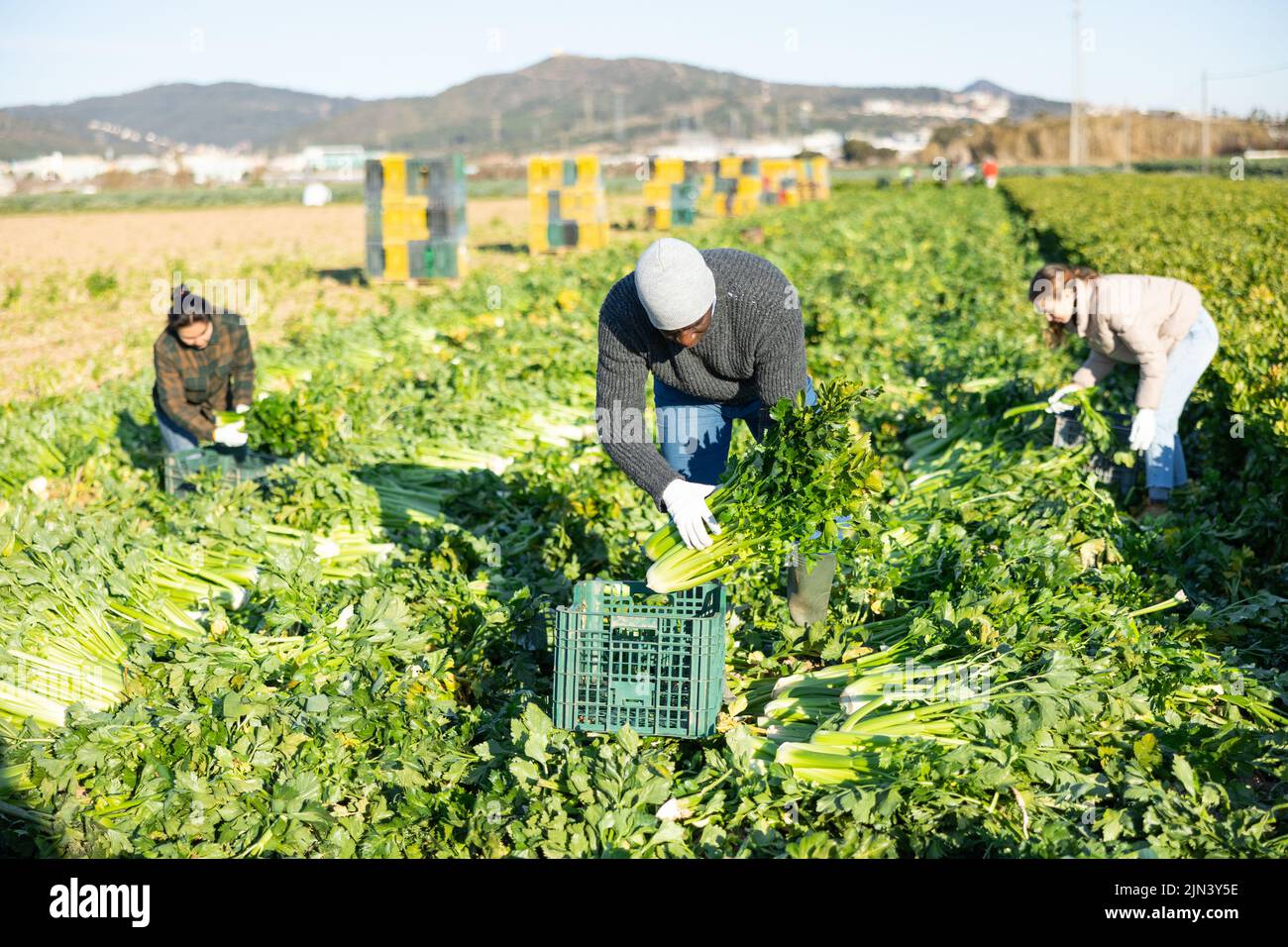 African American farmer gathering crop of celery on vegetable ...