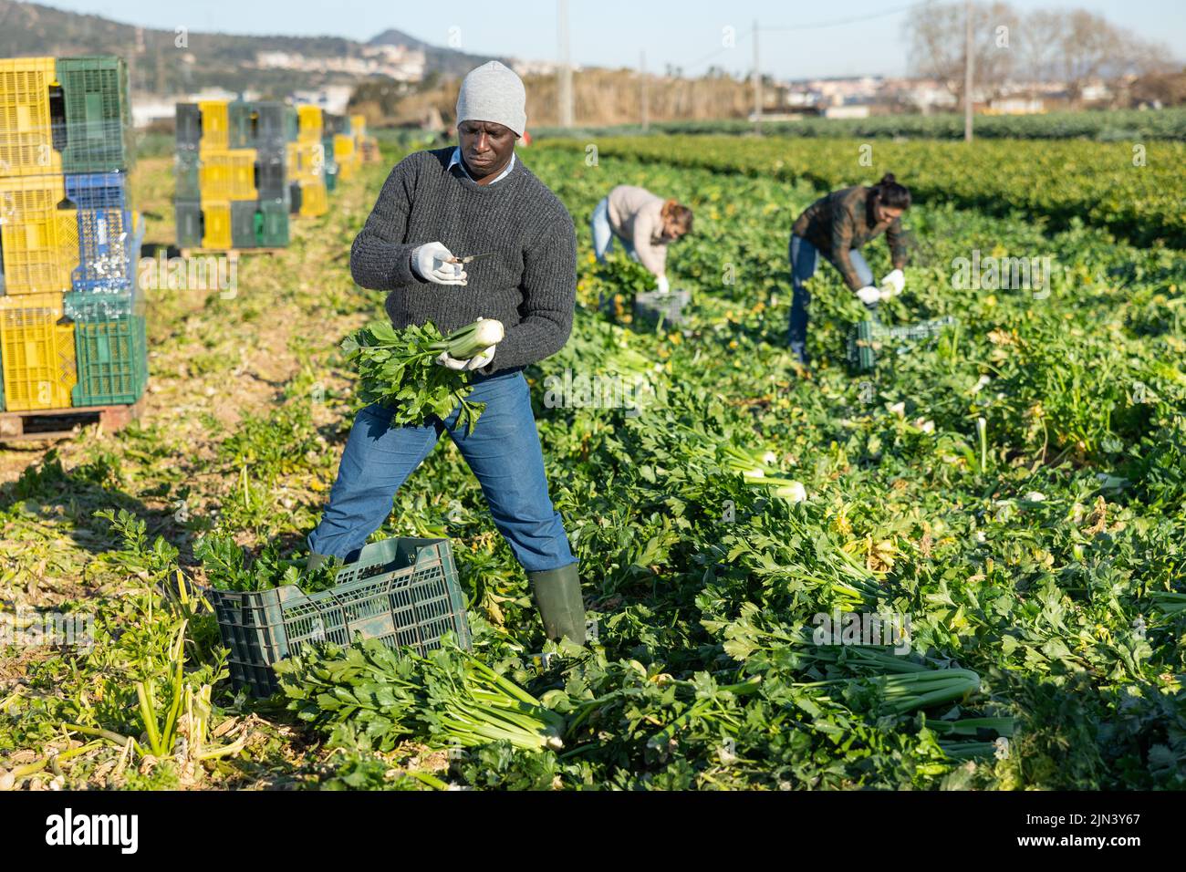 African american man with team of farm workers arranging crop of ripe ...