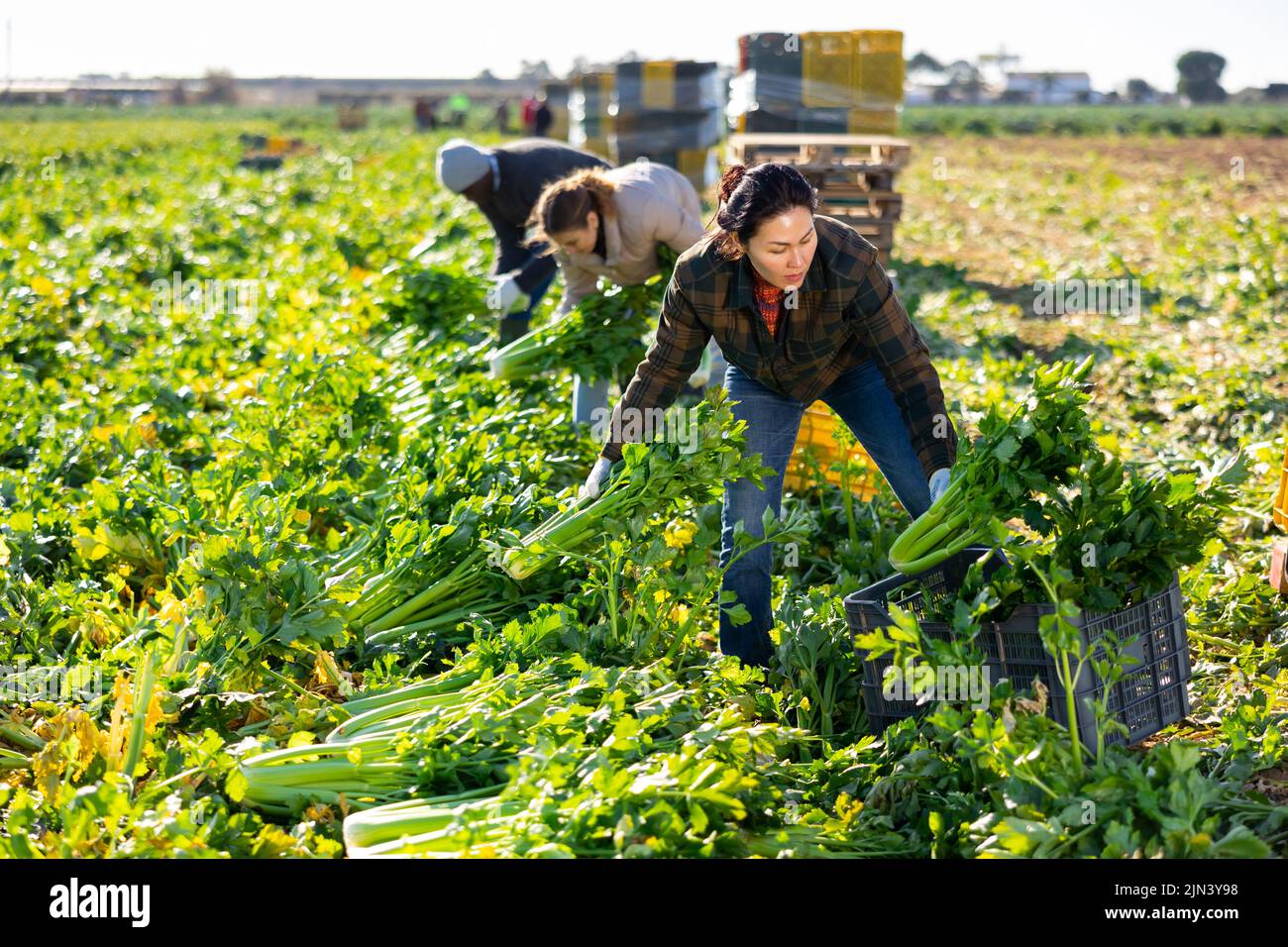 Asian female farmer harvesting celery on vegetable plantation Stock ... Asian female farmer harvesting celery on vegetable plantation Stock ...