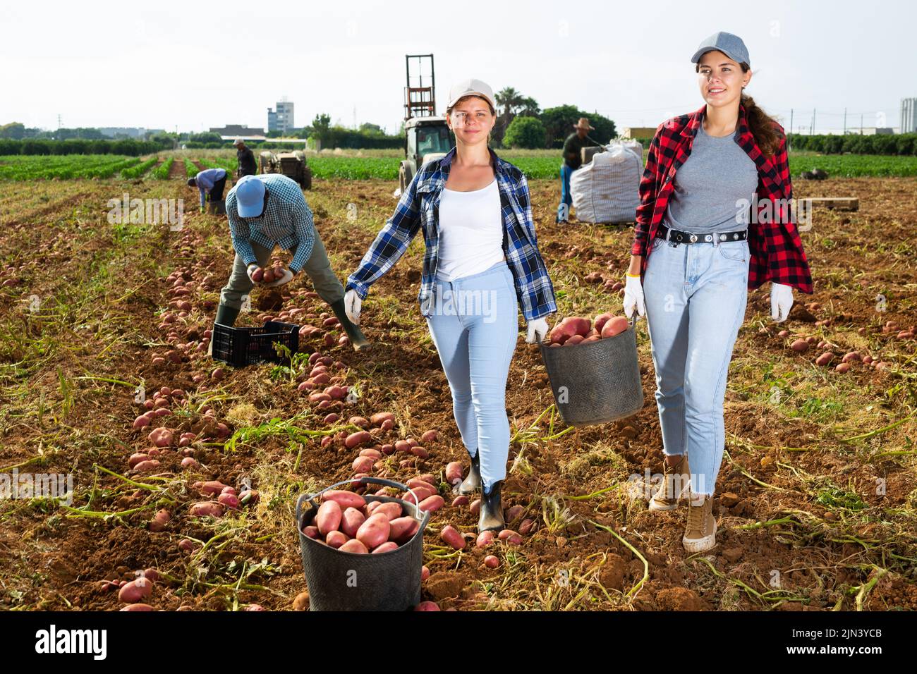 Farmer team working on farmer plantation, picking potatoes Stock Photo ...