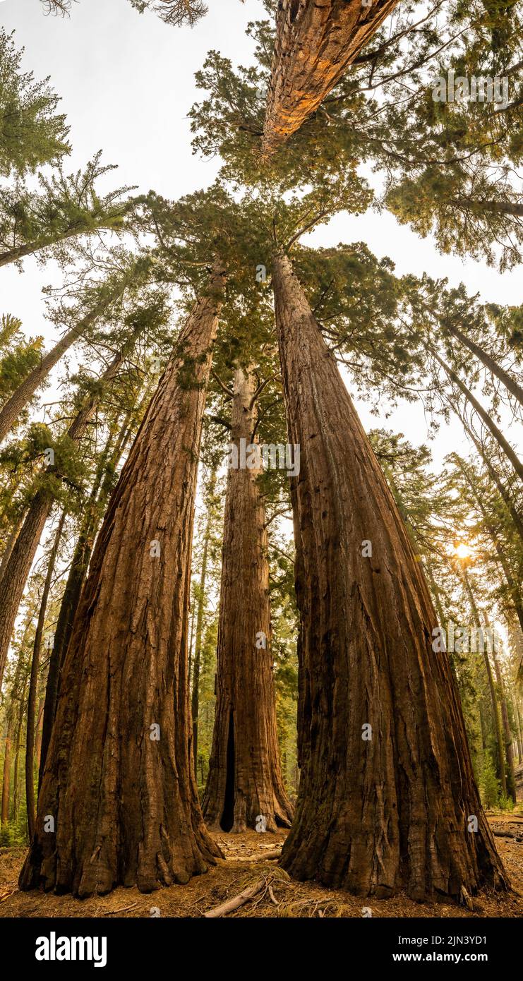 Vertical Panorama of Sequoia Trees Reaching Skyward in Yosemite ...