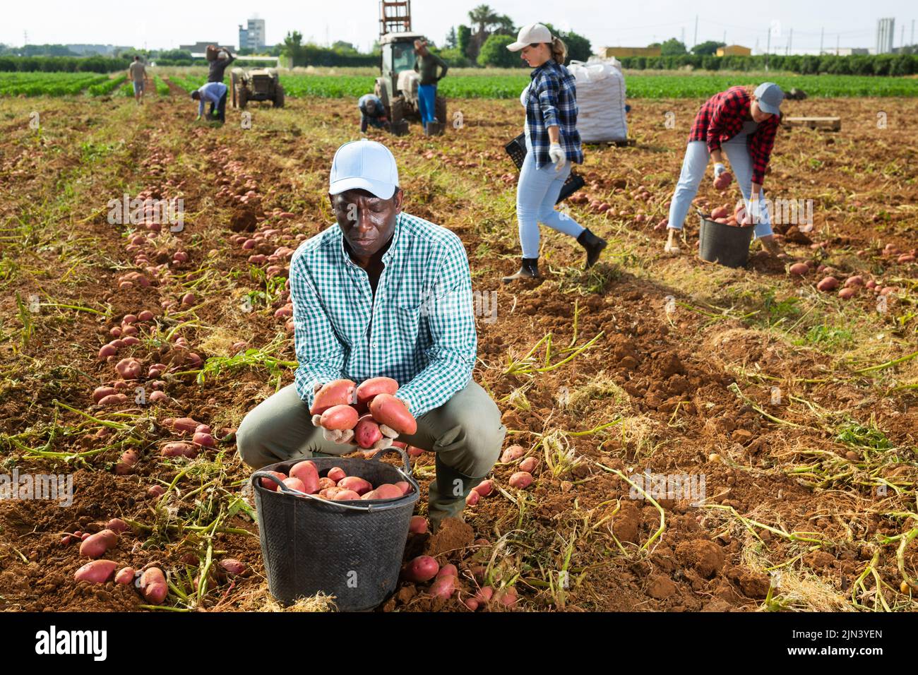 African american man harvesting organic potatoes in a black buckets at ...