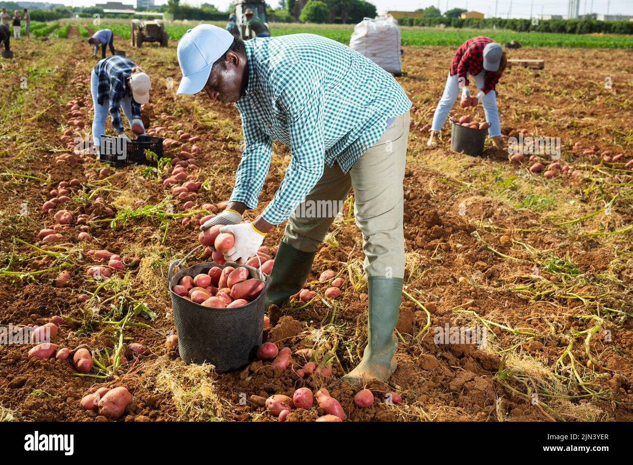 Male gardener working in vegetable garden, harvesting potatoes on farm plantation Stock Photo ...