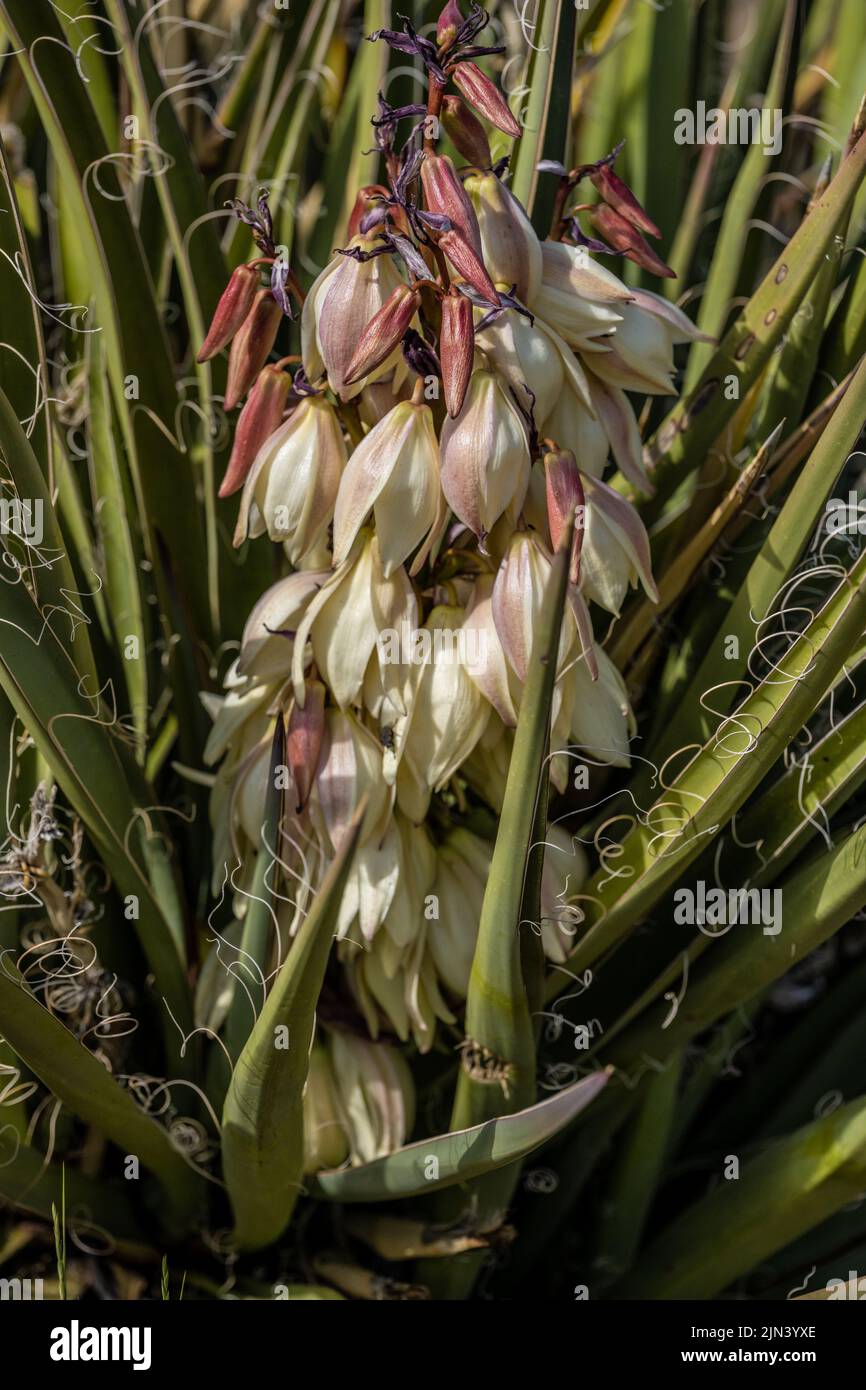 Weatherill mesa hi-res stock photography and images - Alamy