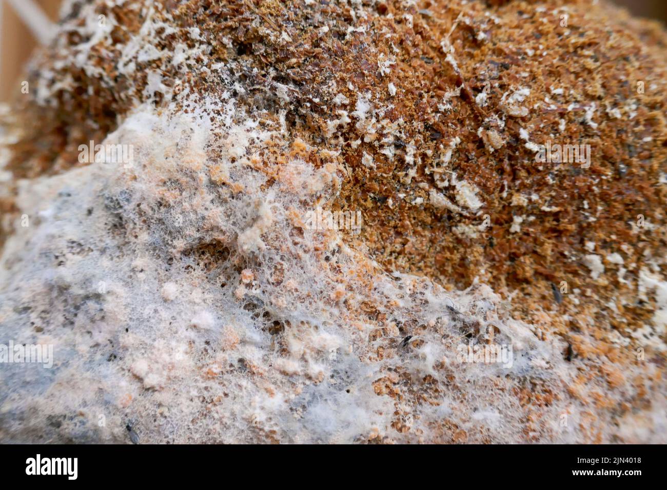 Mold and fungus problem. Gray and brown mold. fungal diseases.Mold ...