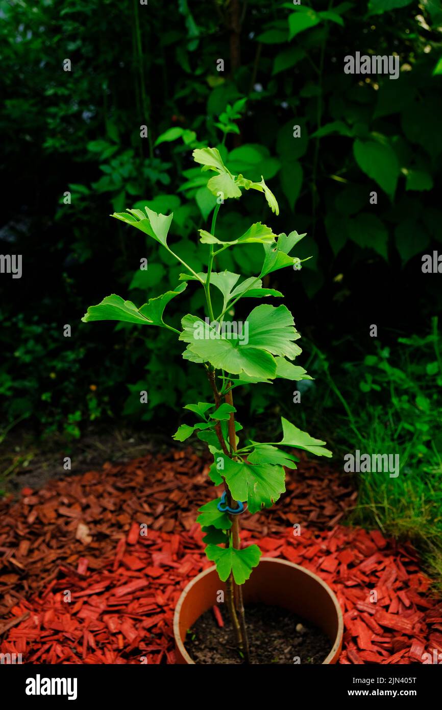 Ginkgo biloba tree hi-res stock photography and images - Alamy