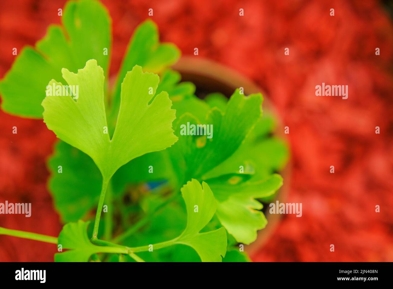Ginkgo biloba tree on red mulch background in the garden.Homeopathy and ...