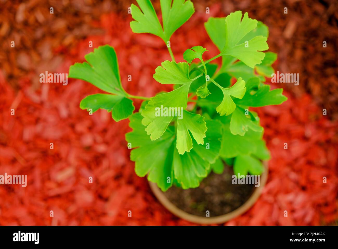 Ginkgo biloba plant. Ginkgo biloba tree on red mulch background in the ...