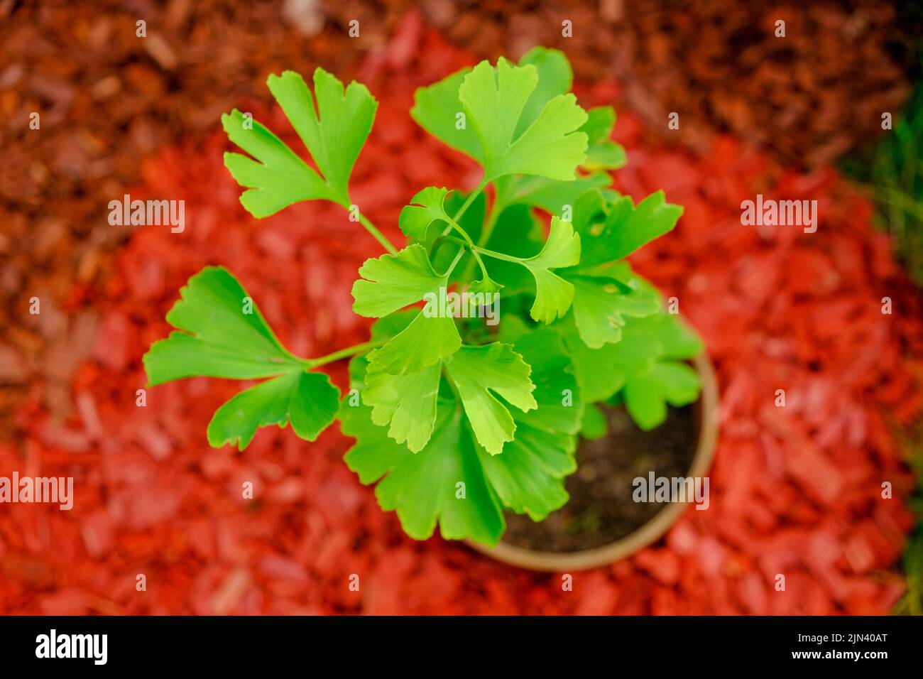 Ginkgo biloba plant.Ginkgo biloba tree on red mulch background in the ...