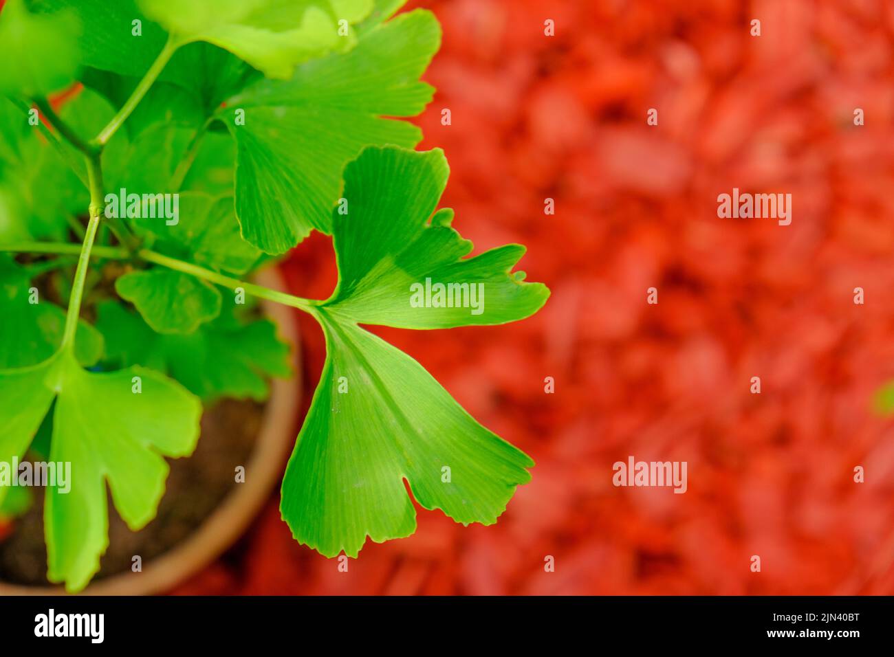 Ginkgo biloba plant.Ginko green close-up. Ginkgo biloba tree on red ...