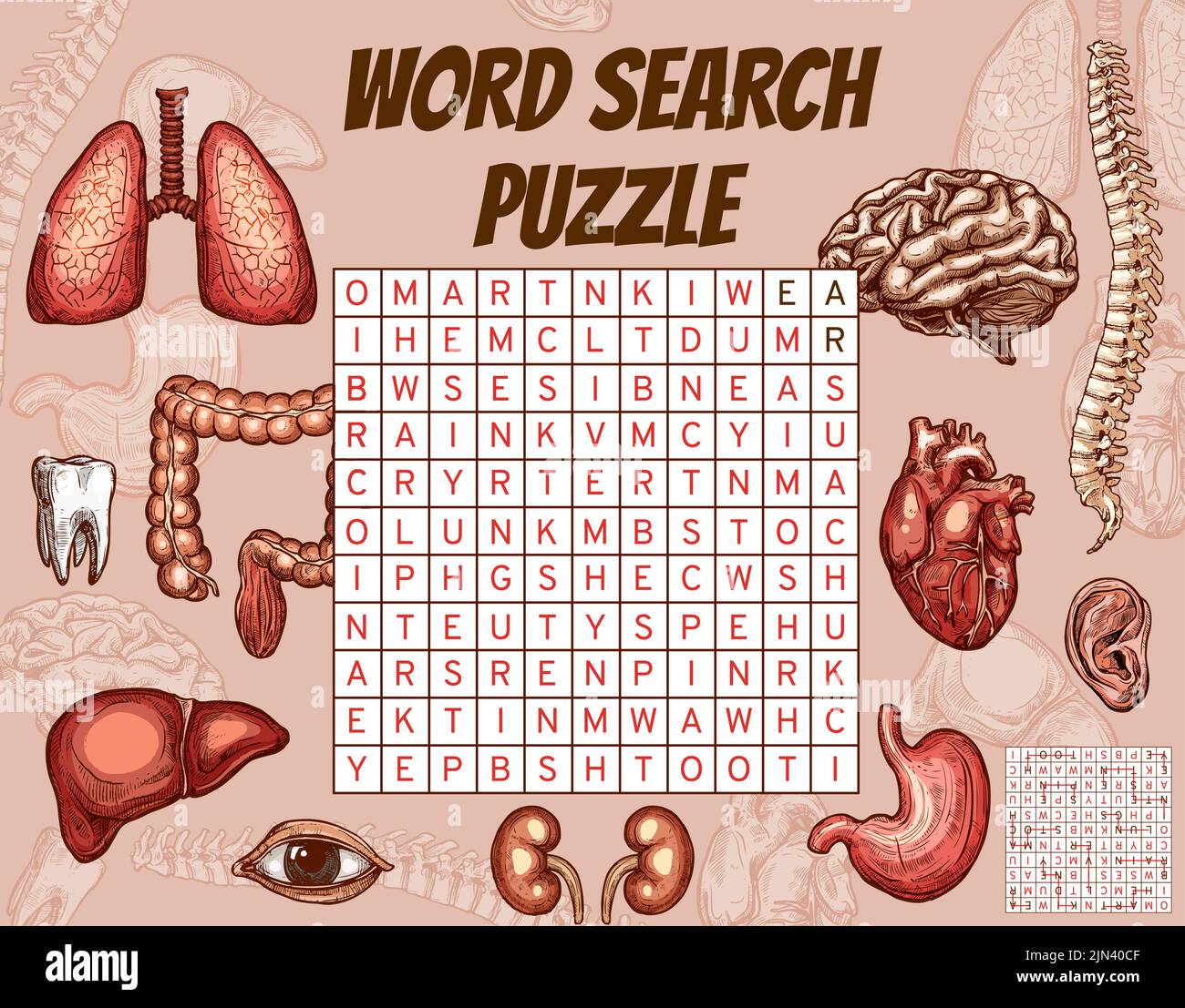 Human organs, body parts, word search puzzle game worksheet, vector ...
