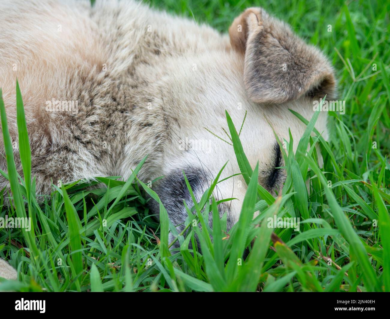 Dog muzzle close-up on the grass. Closed eyes. Animal rest. The dog ...