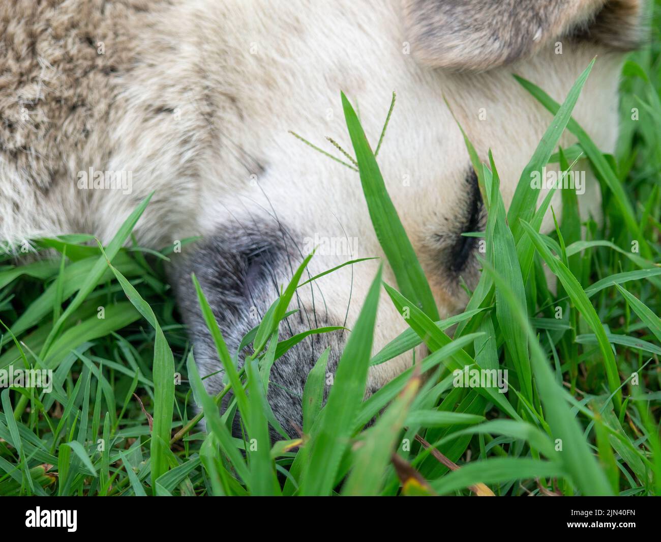 Dog muzzle close-up on the grass. Closed eyes. Animal rest. dog sleeps ...