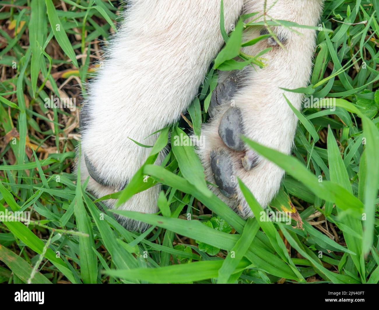 Dog paw close-up on the grass. Animal rest. Paw pads. The dog is ...
