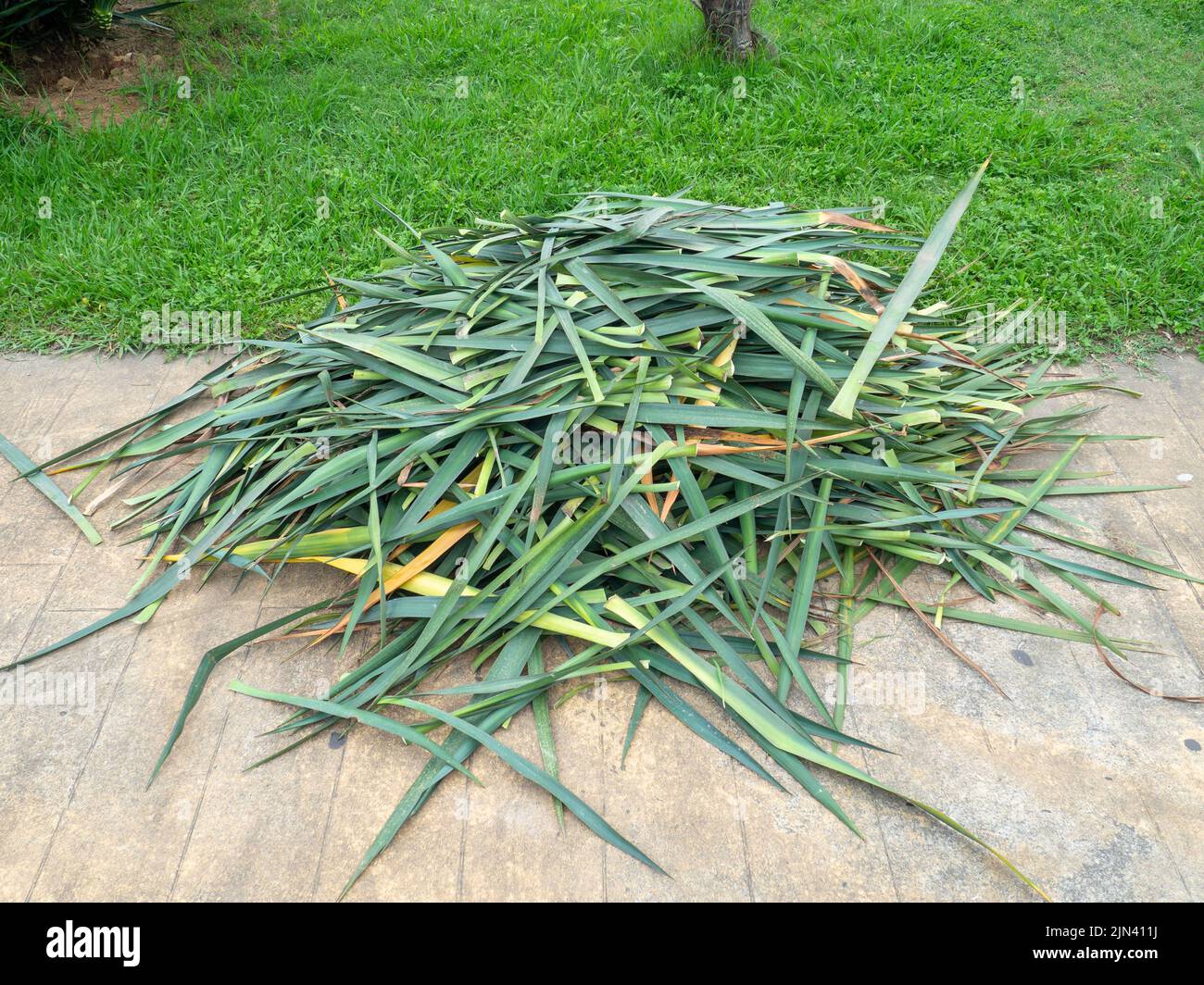 A pile of trimmed palm leaves. The work of a gardener. Palm tree ...