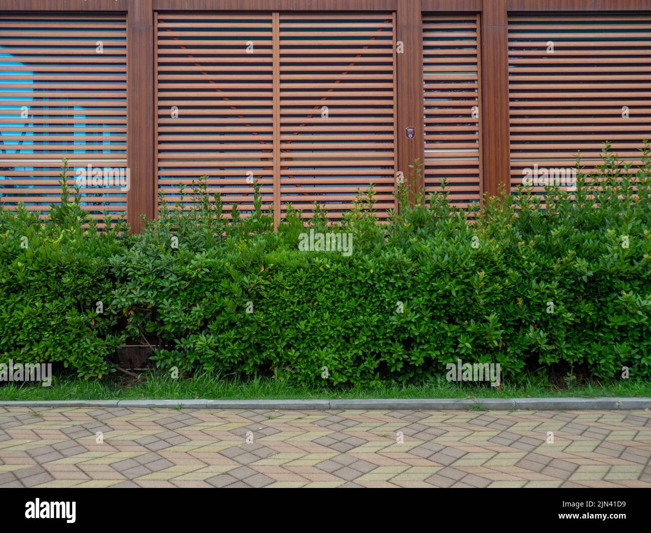 Landscaping. Trimmed bushes against the background of the facade of a ...