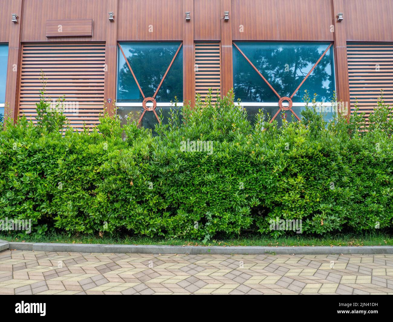 Landscaping. Trimmed bushes against the background of the facade of a ...
