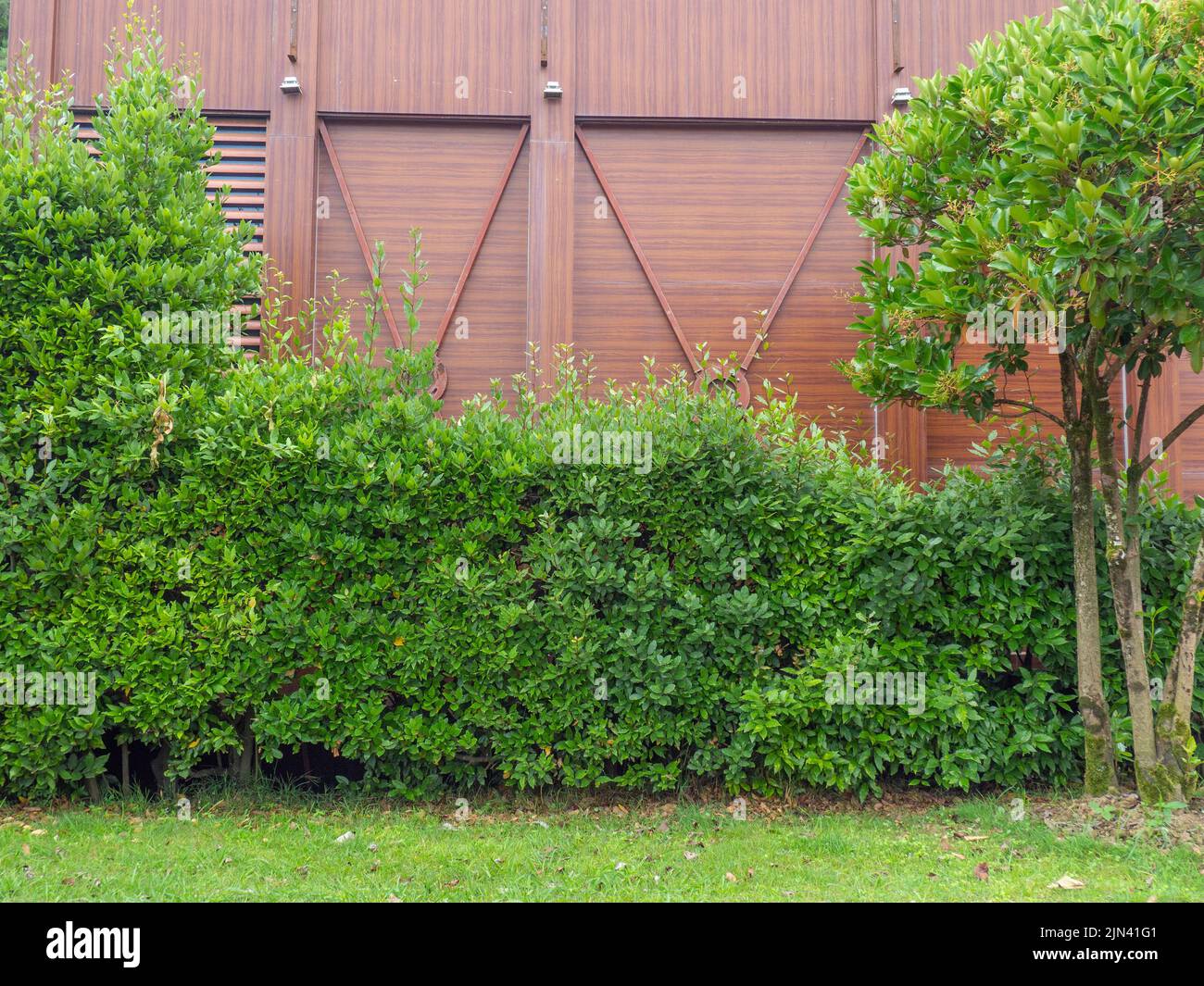 Landscaping. Trimmed bushes against the background of the facade of a ...