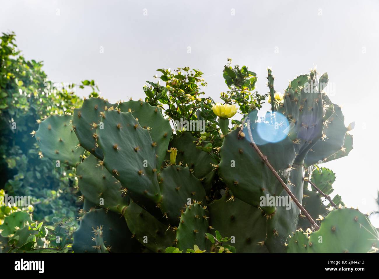 Prickly cactus with a blue sky in background. Salvador, Brazil Stock ...