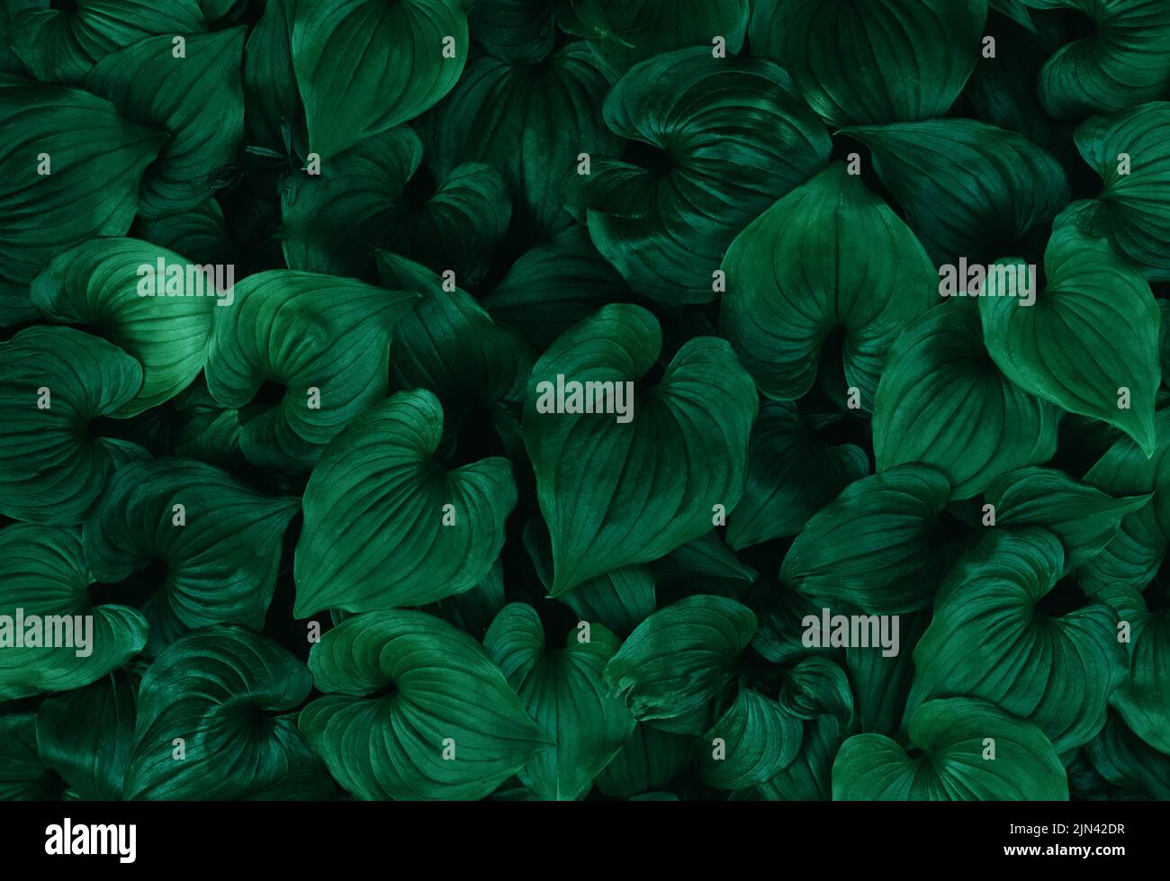 Dark toned emerald tone green leaves texture. Natural background Stock ...