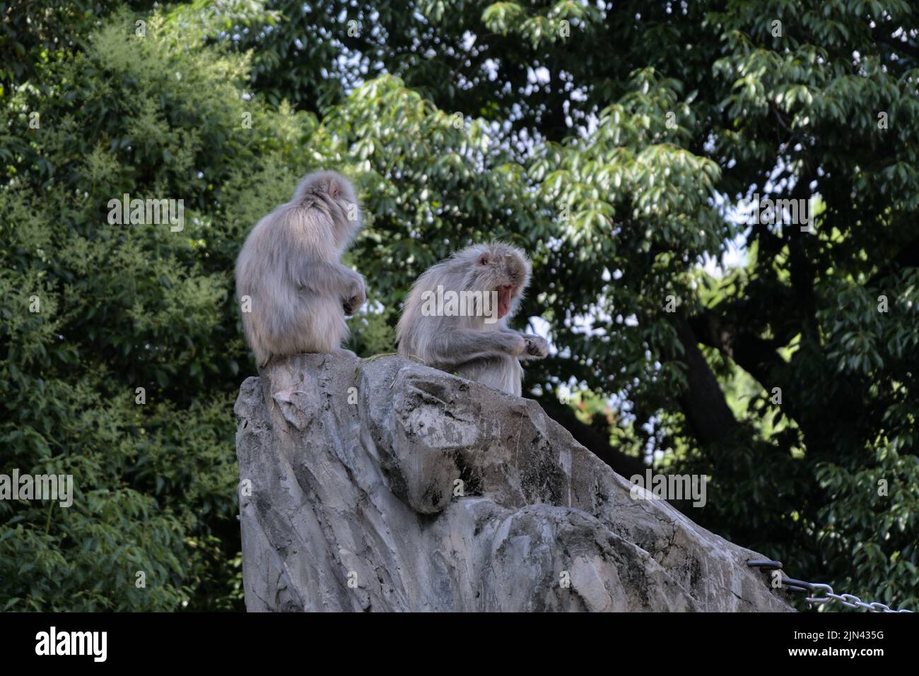 Japanese macaque monkey hi-res stock photography and images - Alamy