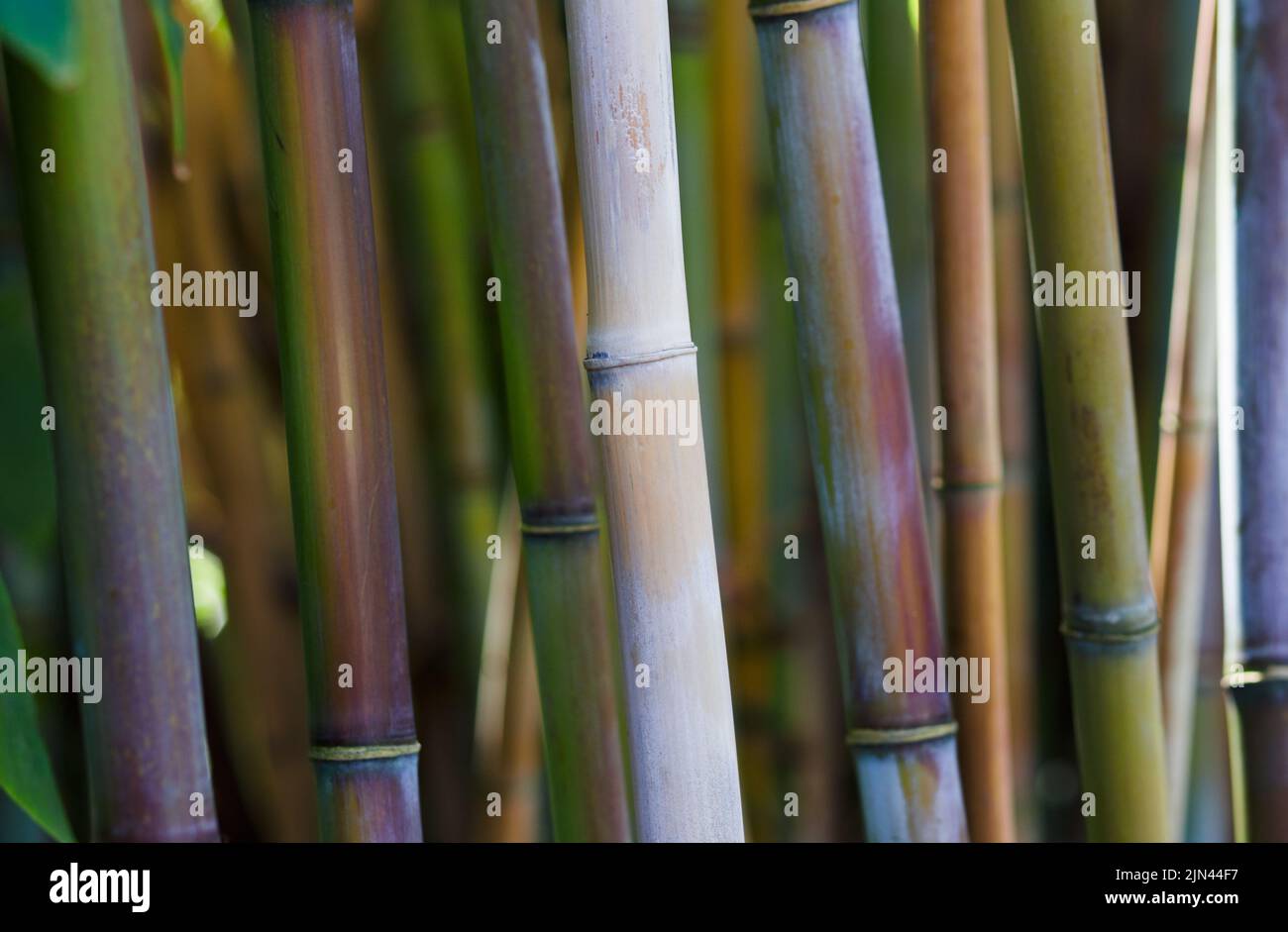 Close up photo of a row of bamboo trees at the Botanical Gardens, in ...