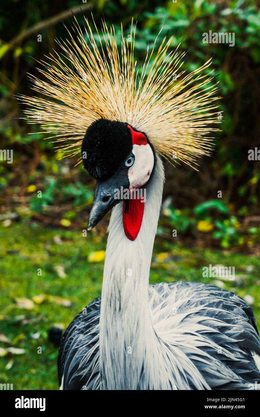 A vertical closeup shot of a gorgeous gray crowned crane with beautiful ...