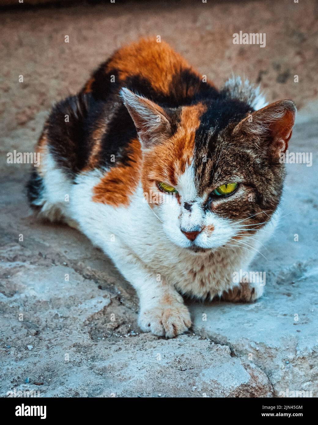 Cat with humans hi-res stock photography and images - Alamy
