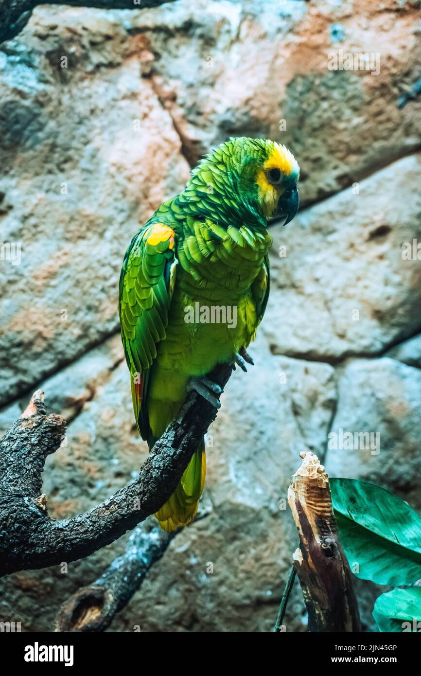 A vertical closeup shot of a gorgeous yellow-headed amazon parrot with ...
