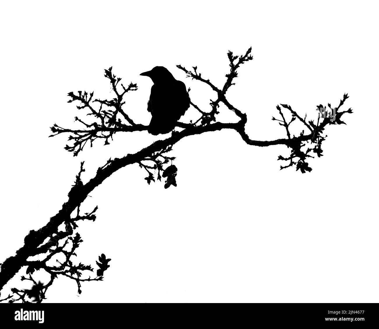 Raven Silhouette on a branch Stock Photo - Alamy