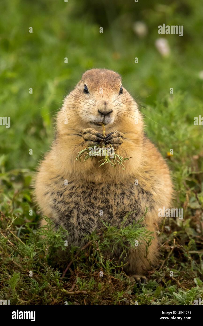 Black Tailed prairie dog chewing on a weed Stock Photo - Alamy