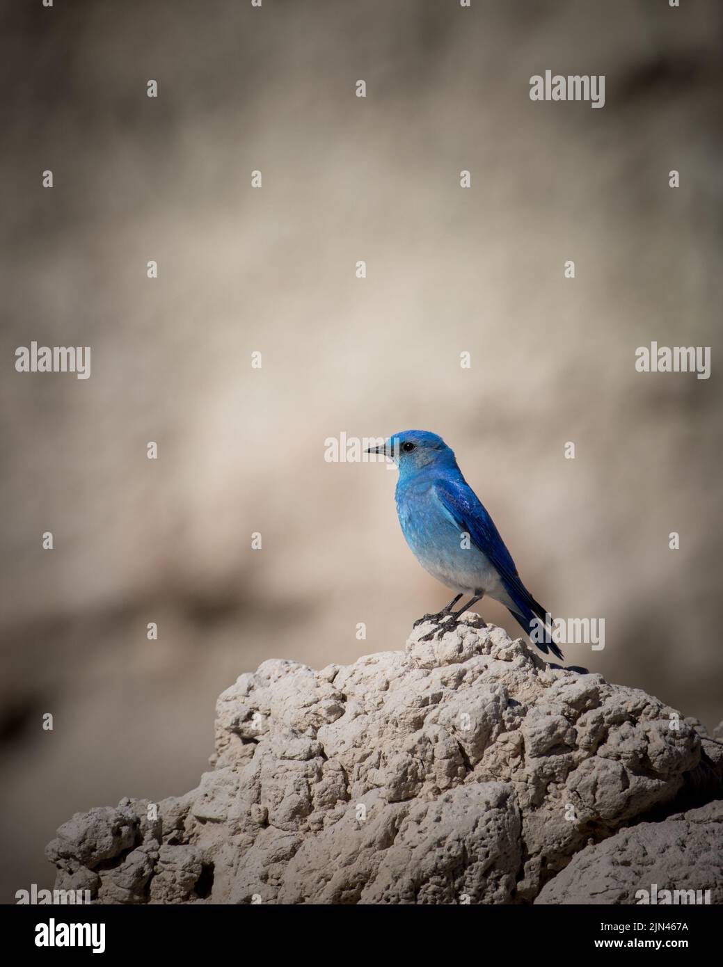 blue bird perched in the badlands Stock Photo - Alamy