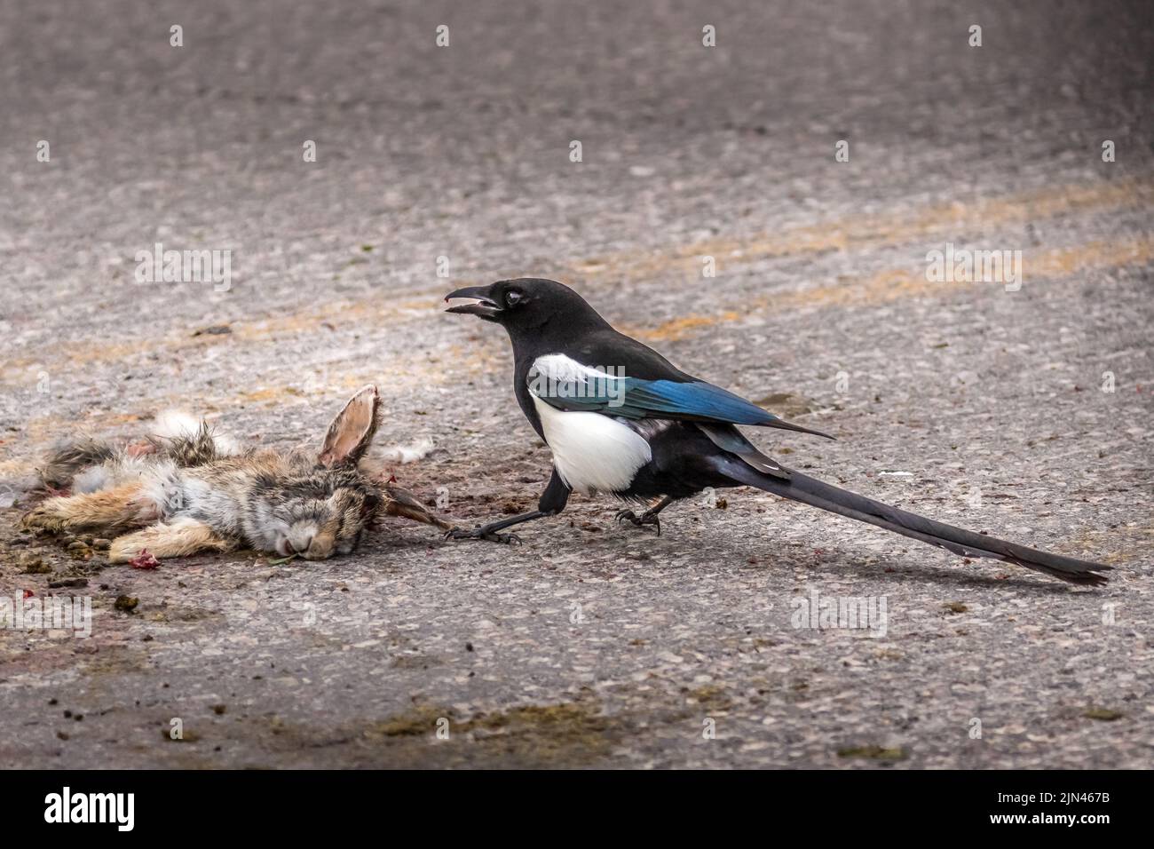 Magpie scavaging a rabbit roadkill Stock Photo - Alamy