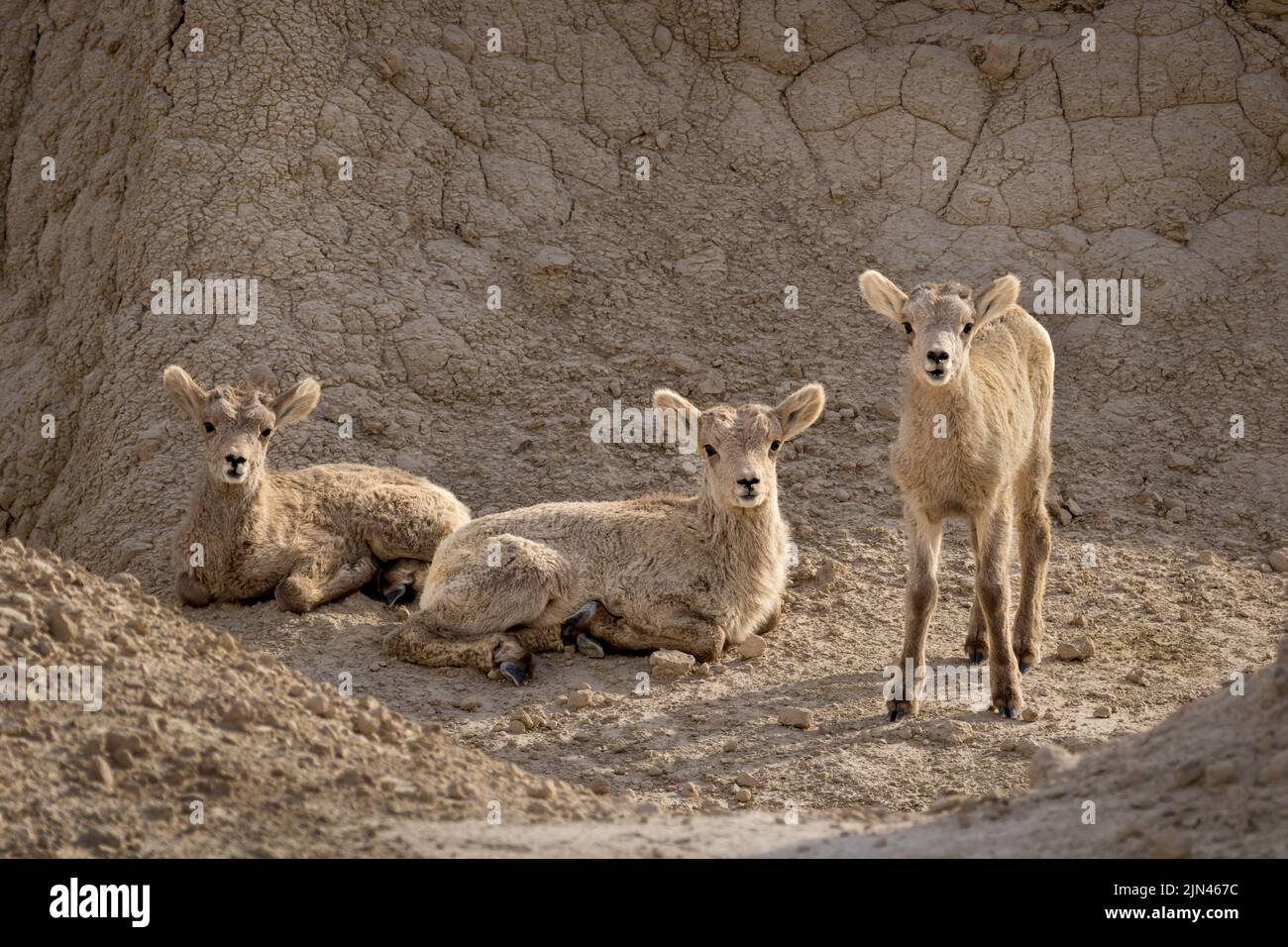 Three little big-horn sheep in in the badlands of south dakota Stock ...