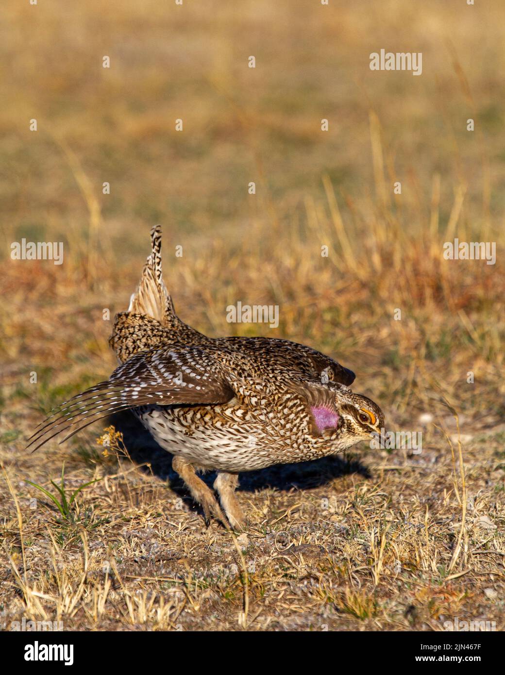 Sharptail Grouse Strutting on a Lek Stock Photo - Alamy