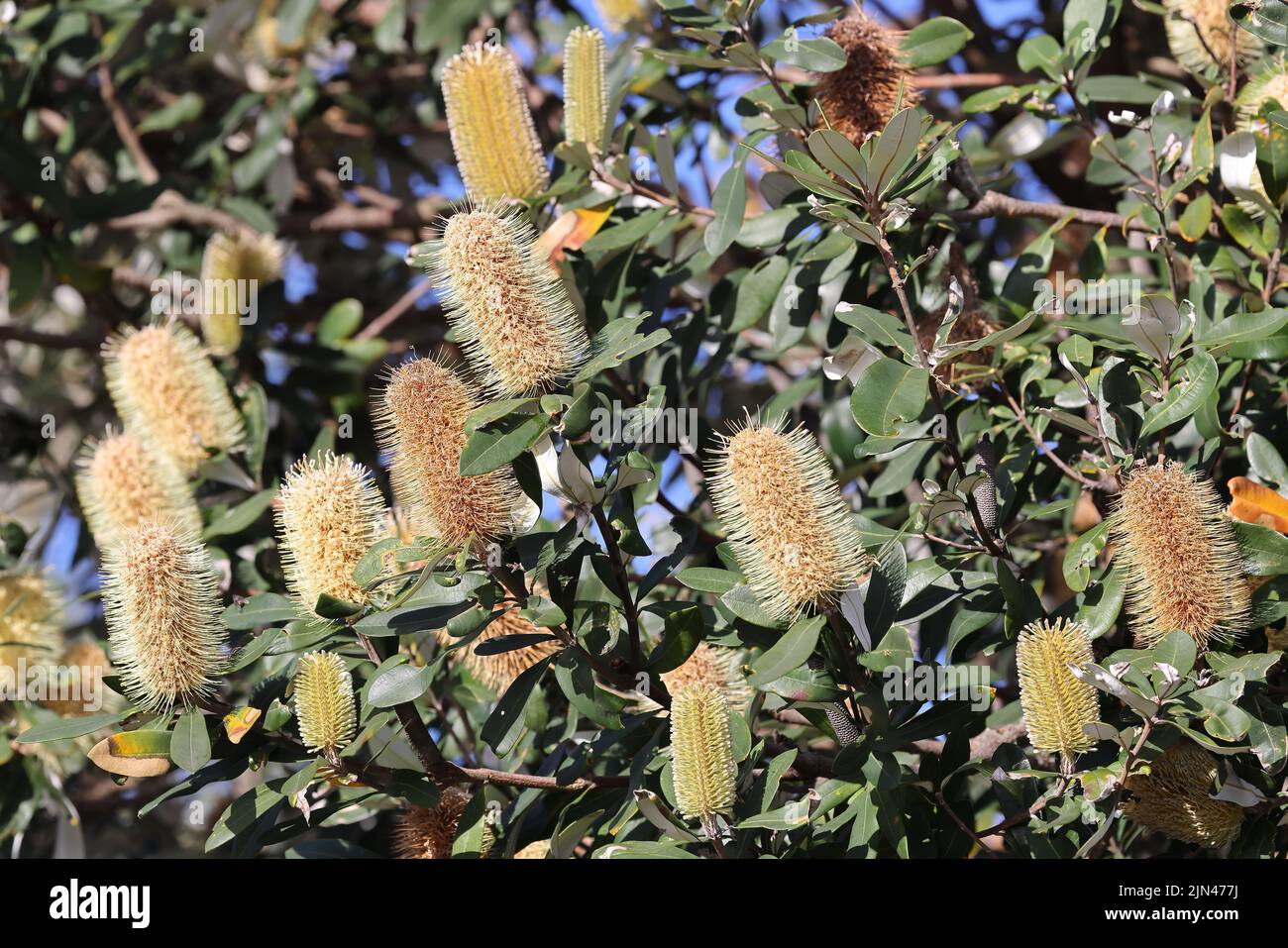 Banksia integrifolia tree hi-res stock photography and images - Alamy