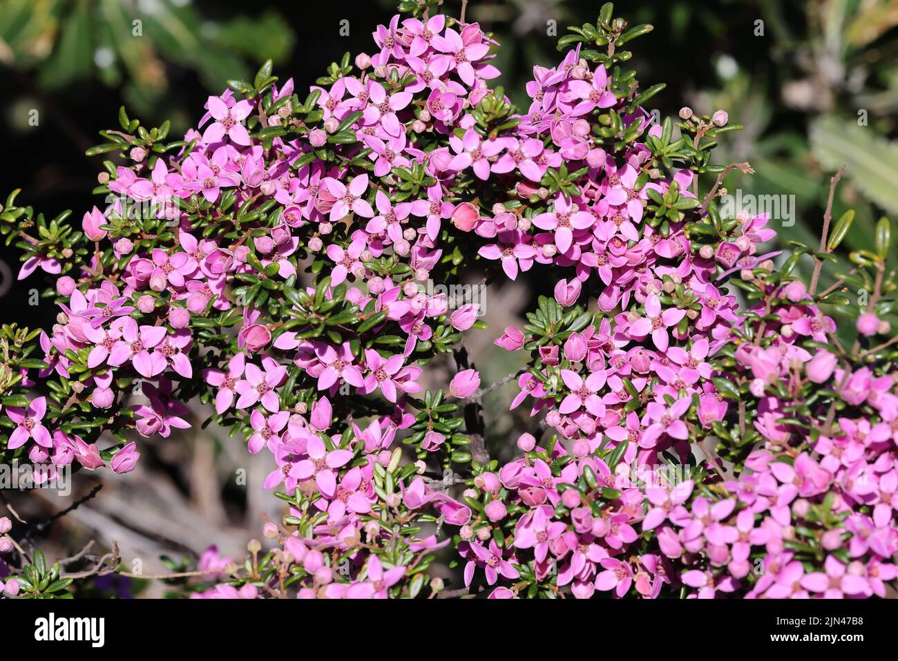 Boronia hi-res stock photography and images - Alamy