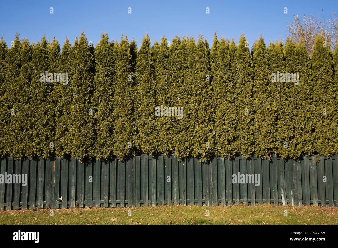 Green wood plank fence and Thuja occidentalis - Cedar Tree hedge ...